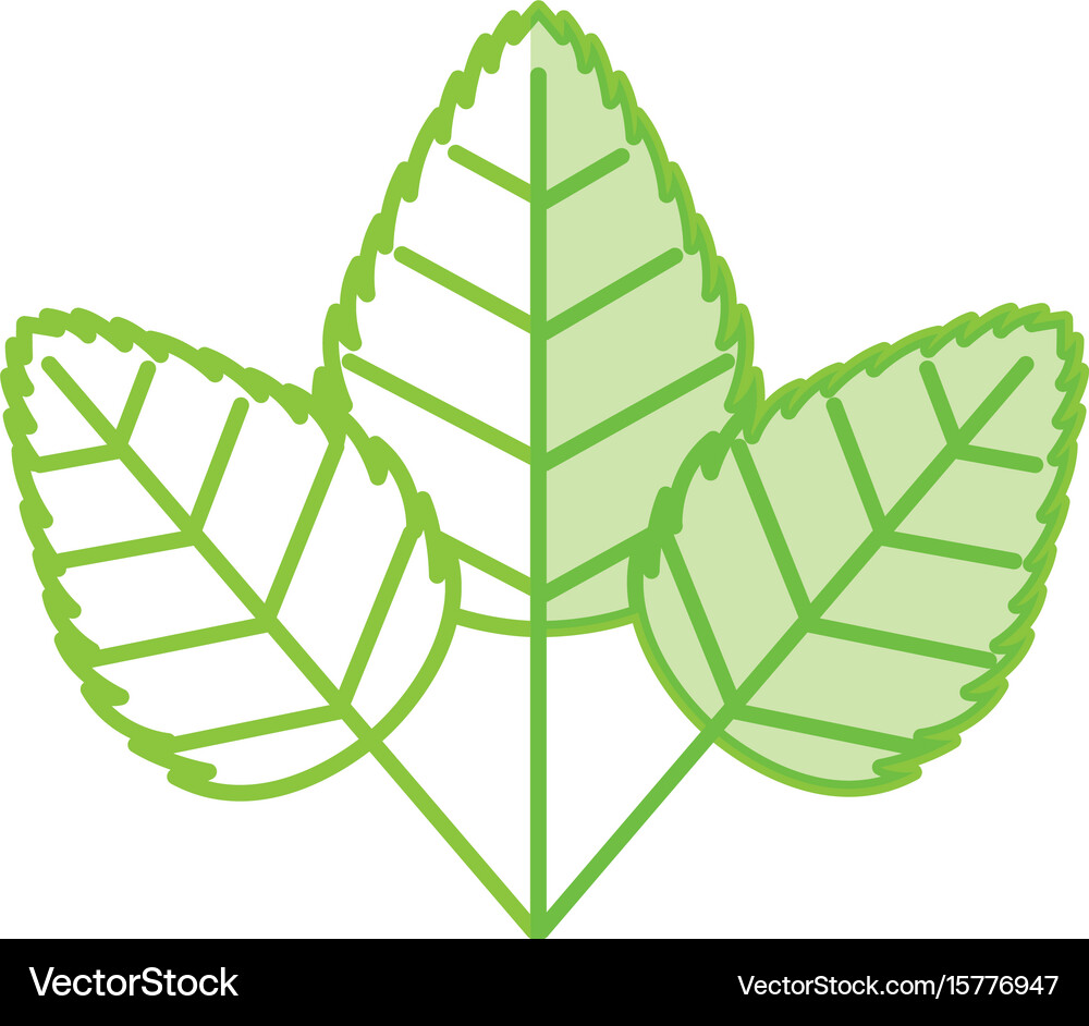 Tea leafs product icon Royalty Free Vector Image