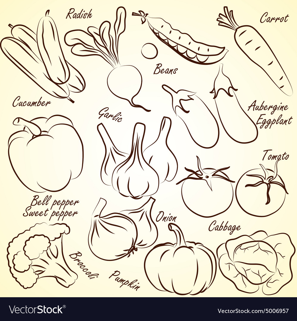 Vegetables Royalty Free Vector Image - VectorStock