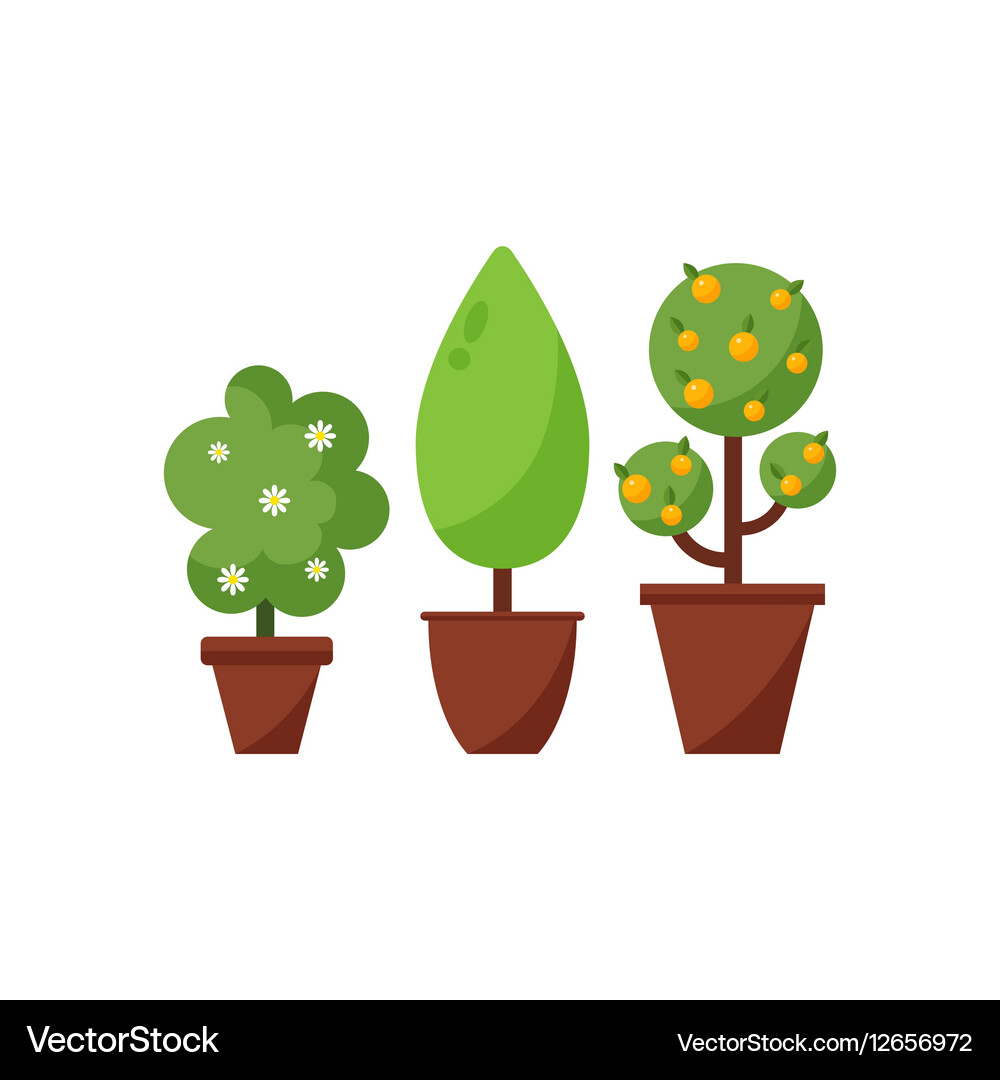 Set of decorative plants in pots Royalty Free Vector Image