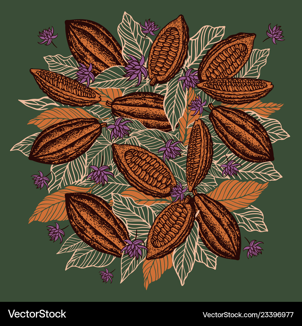 Cacao beans plant exotic plants Royalty Free Vector Image