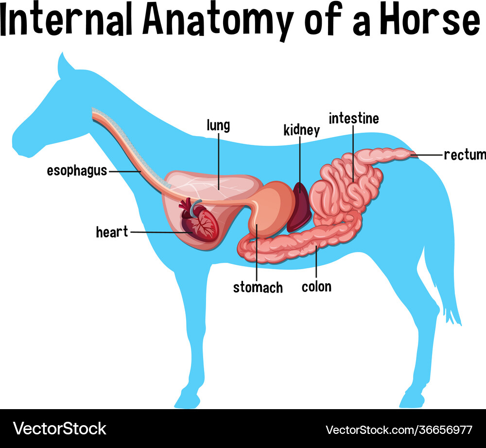 Internal anatomy a horse with label Royalty Free Vector