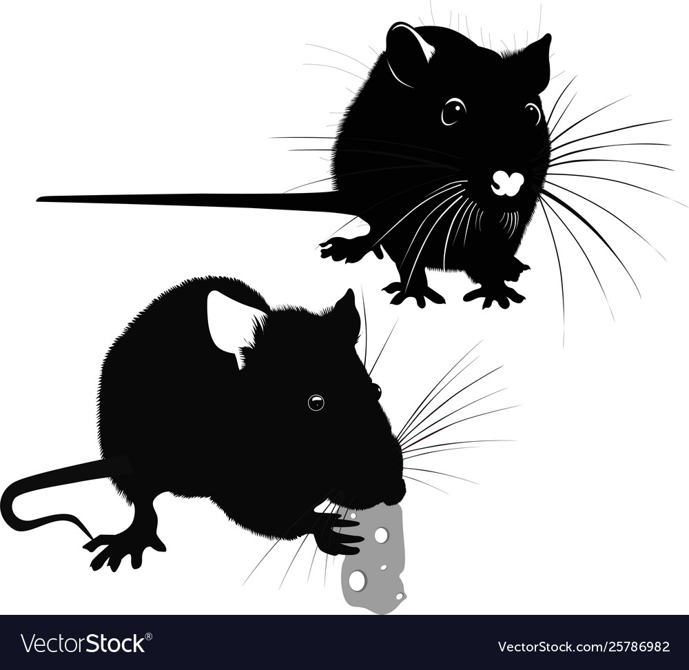 Animal rat Royalty Free Vector Image - VectorStock