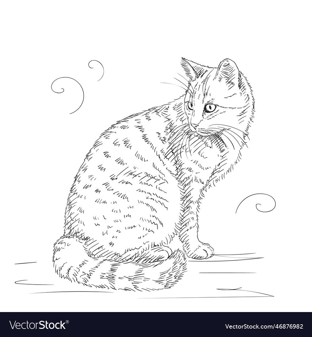 Cat Royalty Free Vector Image - VectorStock Cat Royalty Free Vector Image - VectorStock