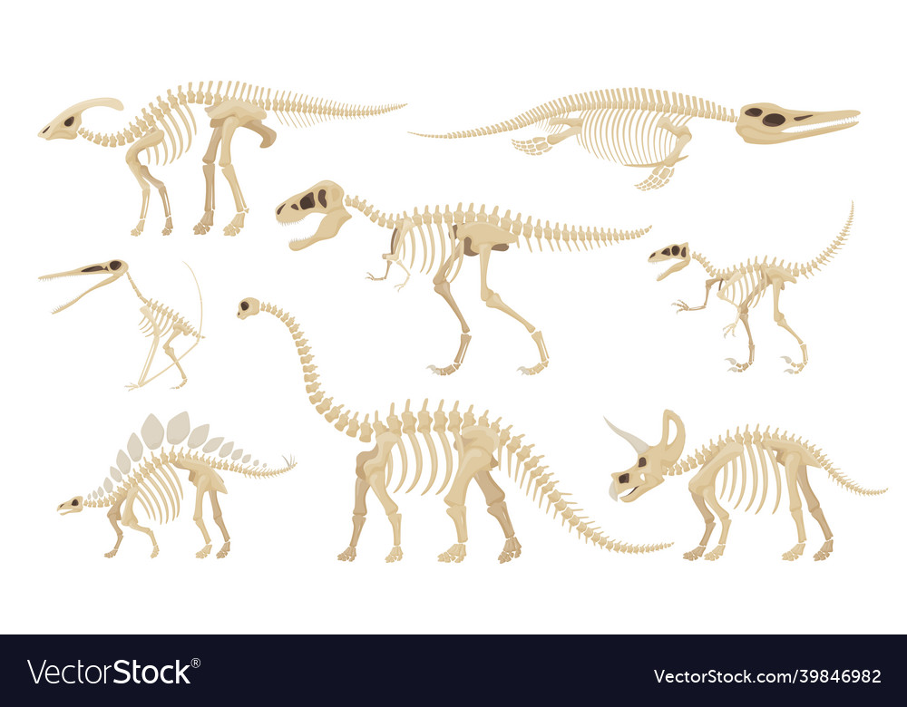 Dinosaur skeleton set dino Royalty Free Vector Image