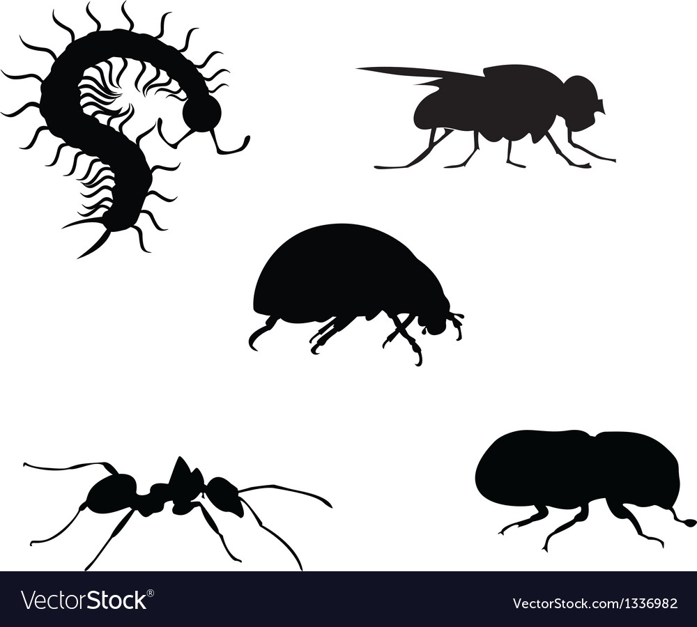 Insect Royalty Free Vector Image - VectorStock Insect Royalty Free Vector Image - VectorStock