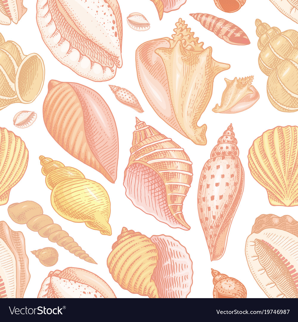 Seamless pattern shells or mollusca different Vector Image