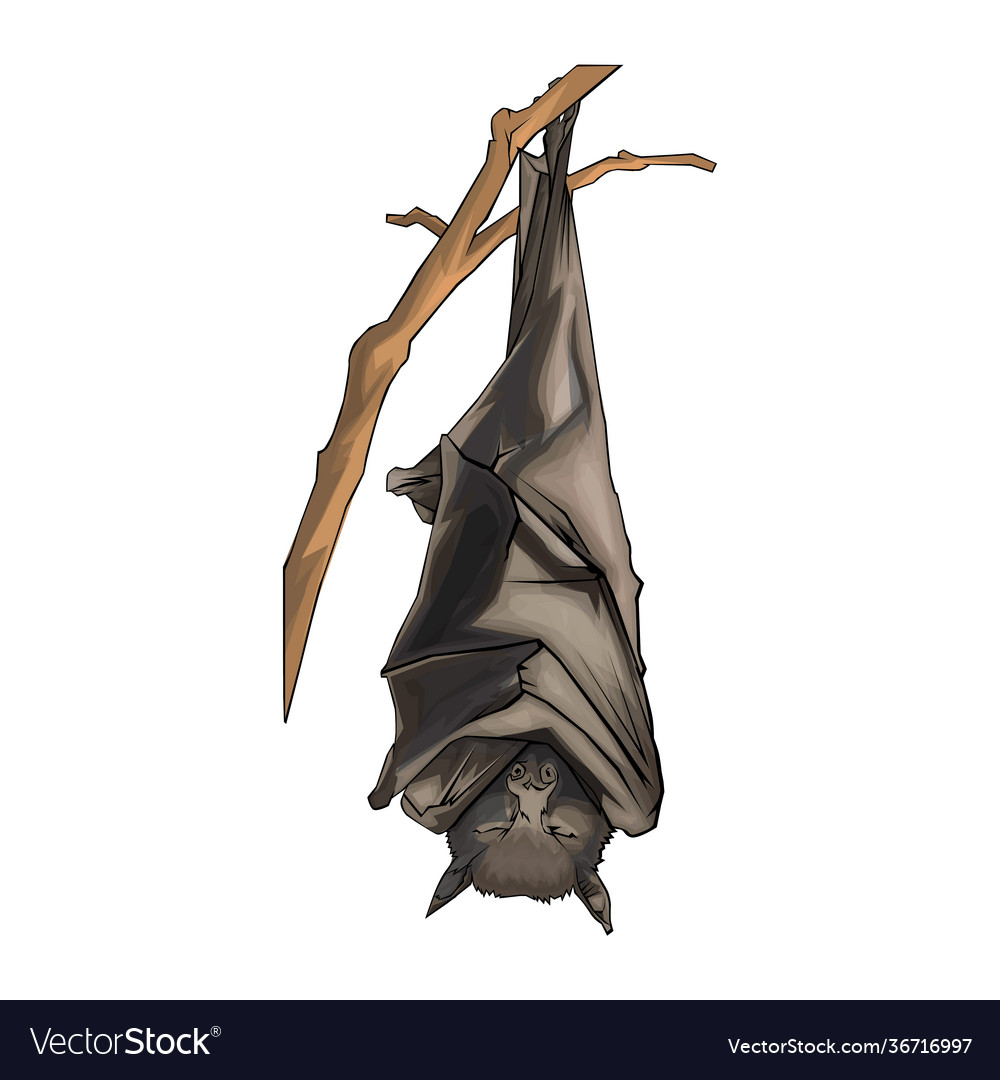 Bat Royalty Free Vector Image - VectorStock