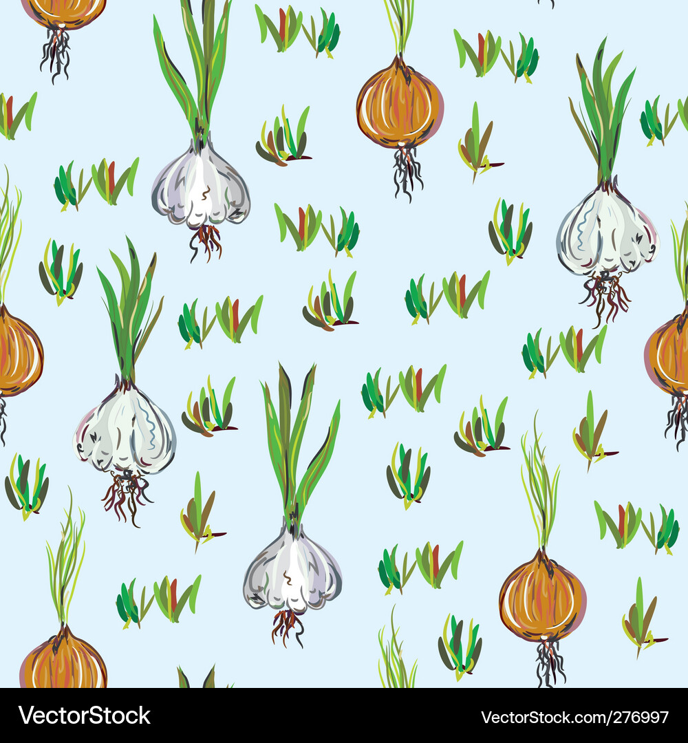 Garlic Royalty Free Vector Image - VectorStock