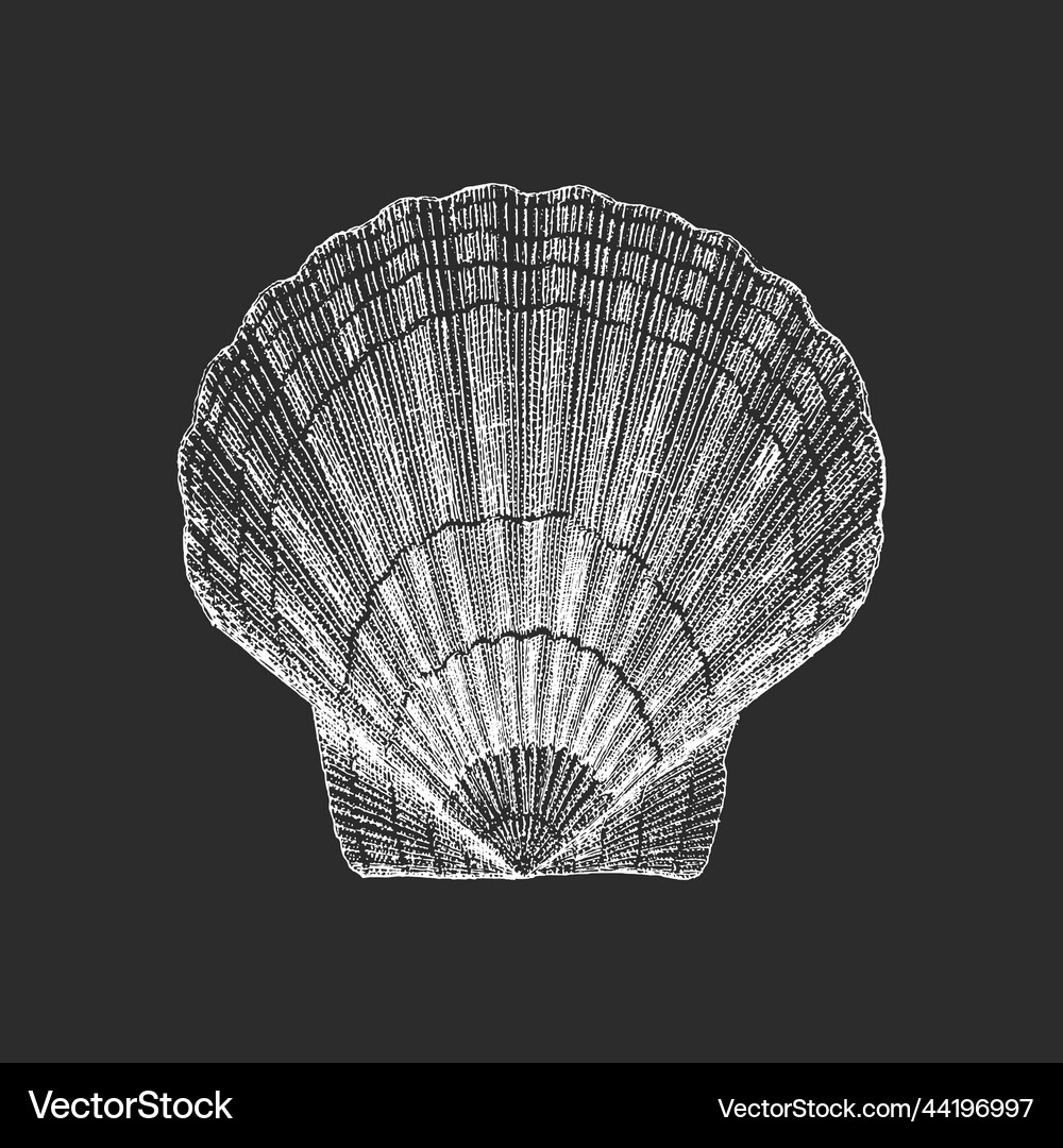 Scallop sketch drawn of shell Royalty Free Vector Image