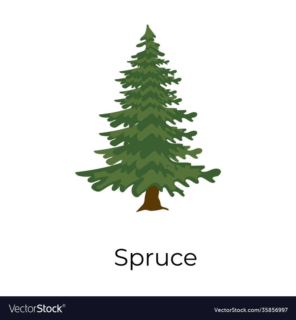 Spruce tree Royalty Free Vector Image - VectorStock