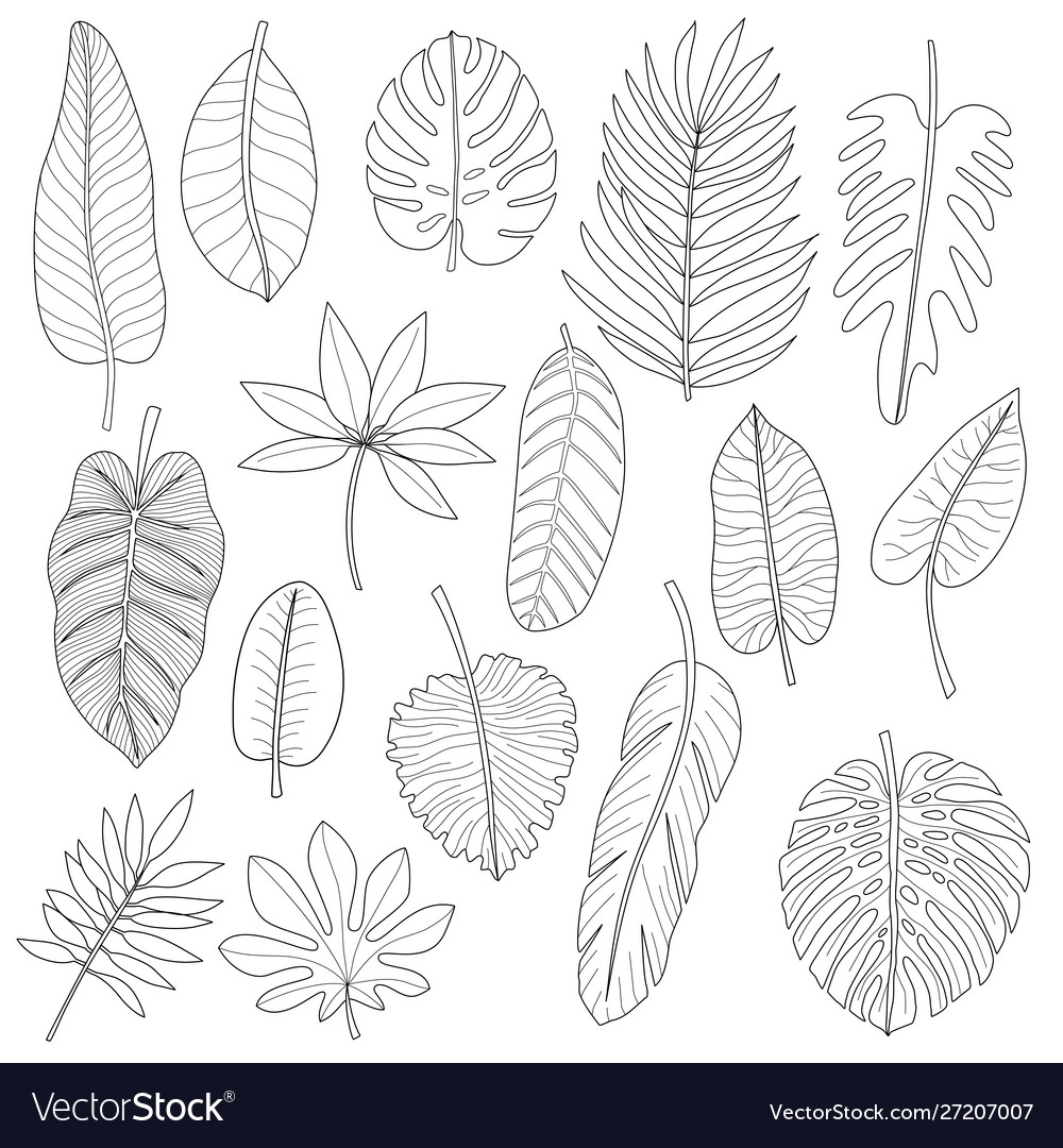Tropical Leaf Outline B77