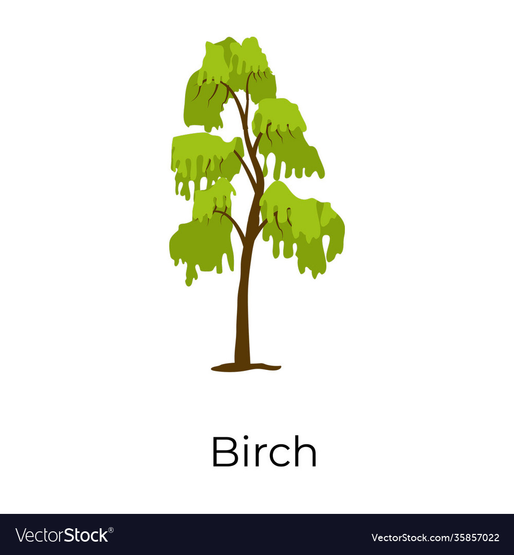 Birch tree Royalty Free Vector Image - VectorStock
