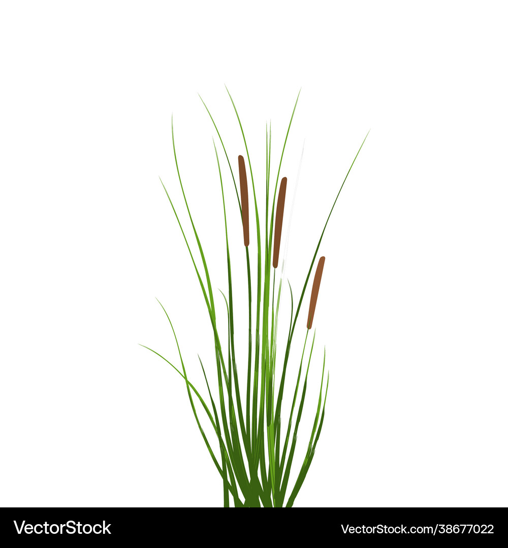 Hand drawing sketch with reeds Royalty Free Vector Image