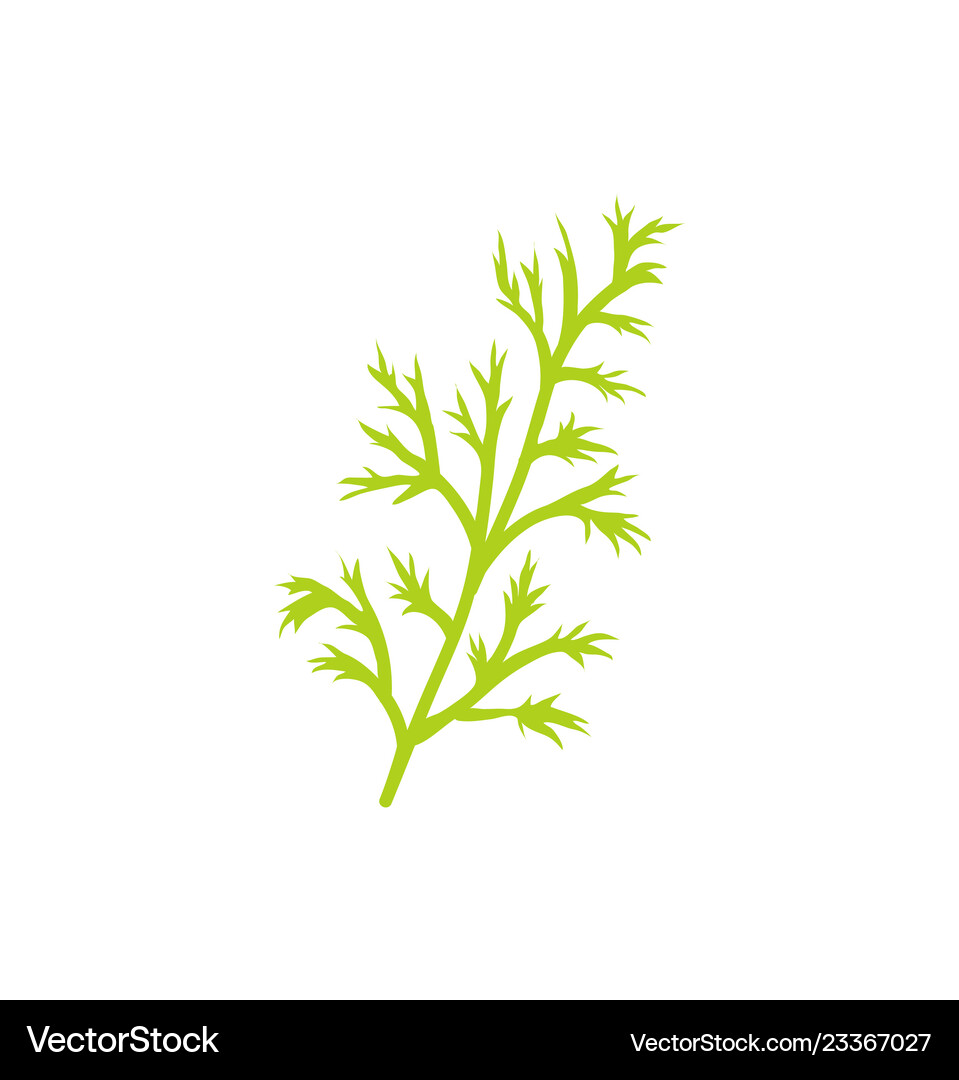 Dill species herb closeup icon Royalty Free Vector Image