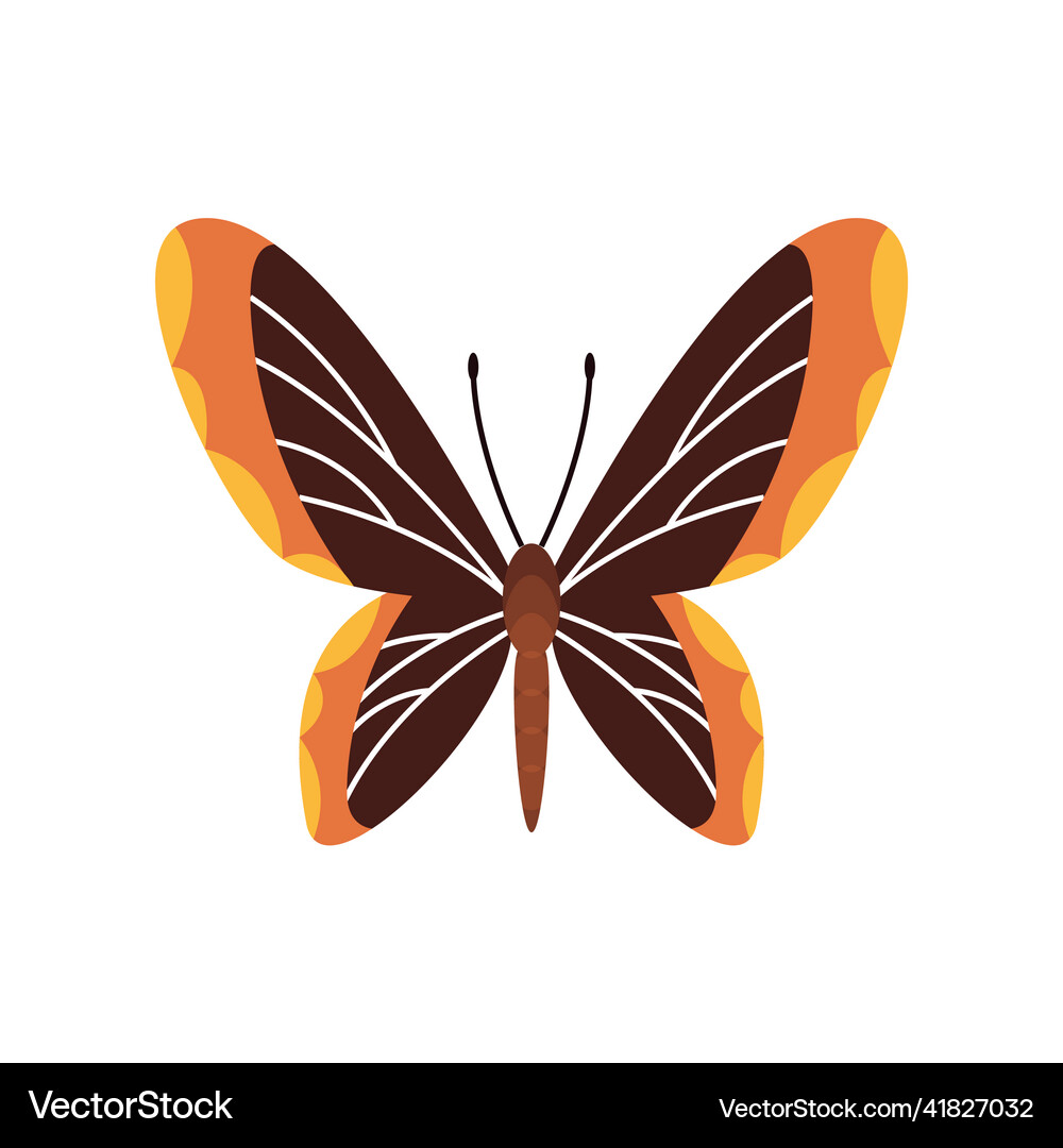 Exotic color butterfly hand drawn moth wings Vector Image