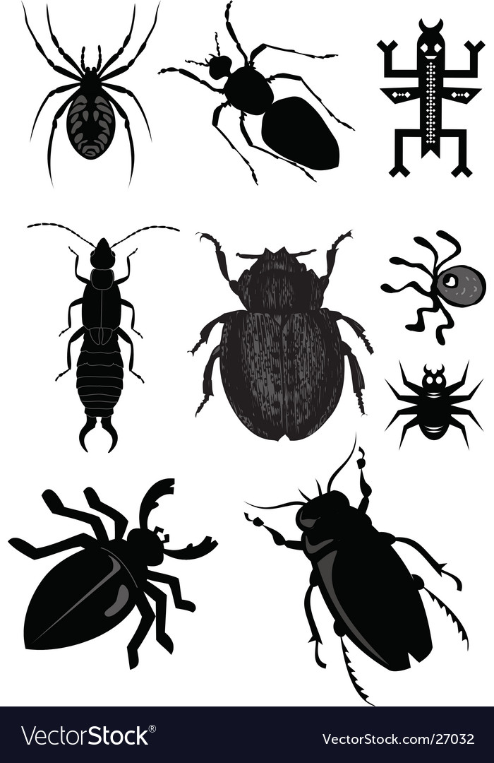 Insects Royalty Free Vector Image - VectorStock