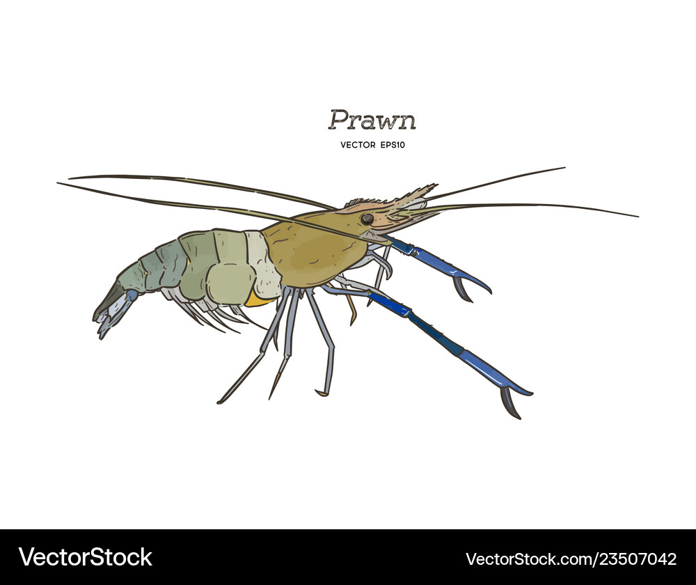 Fresh live river shrimp hand draw sketch Vector Image