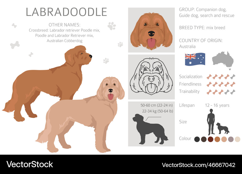Labradoodle clipart different poses coat colors Vector Image