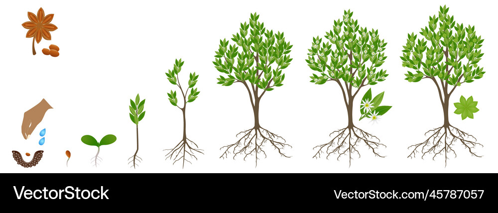 Cycle of growth star anise tree Royalty Free Vector Image