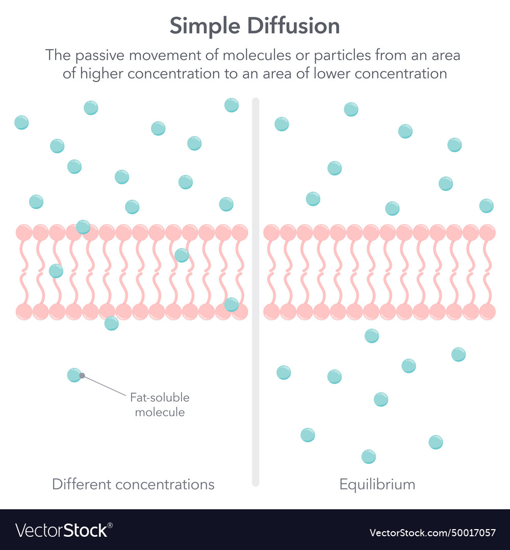 Simple diffusion Royalty Free Vector Image - VectorStock