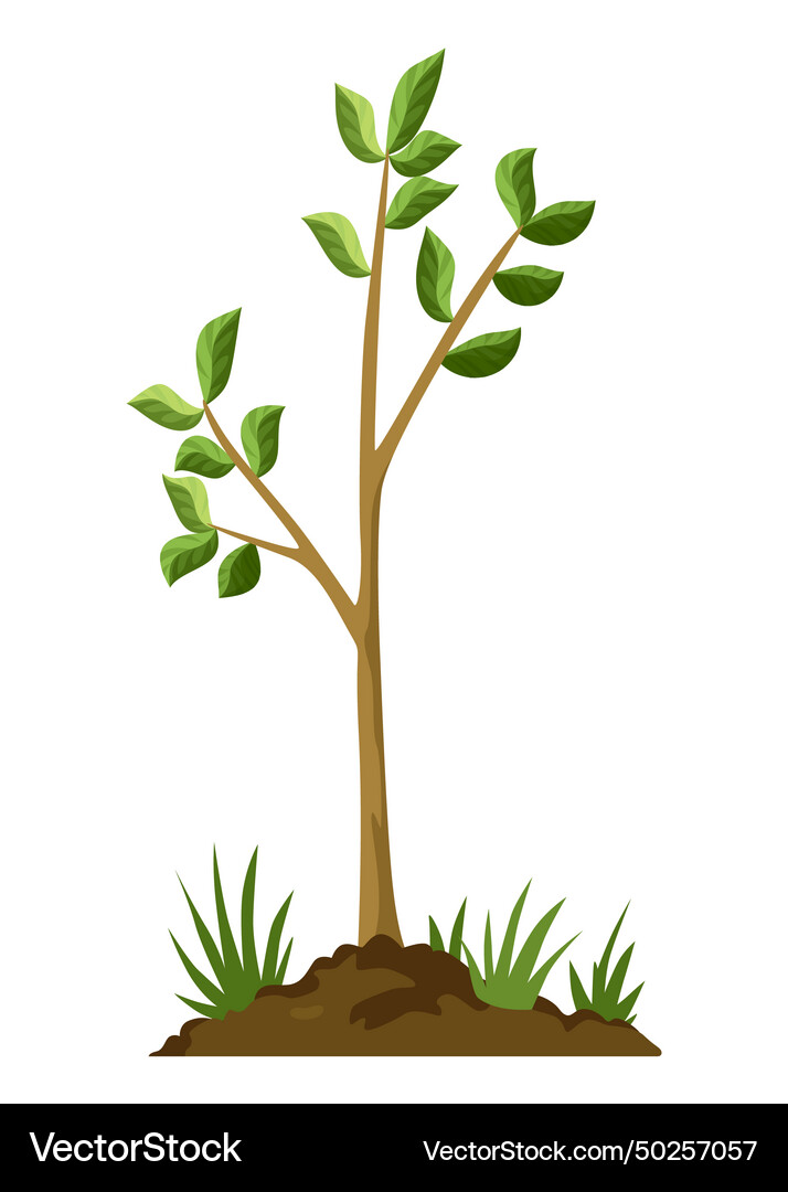 Stage of tree growth small with green Royalty Free Vector