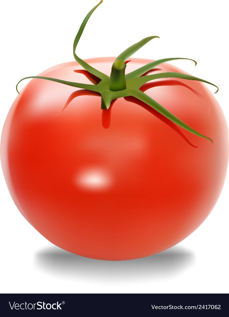 Tomato Royalty Free Vector Image - VectorStock Tomato Royalty Free Vector Image - VectorStock