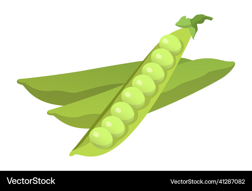 Realistic fresh ripe pea pod isolated on white Vector Image