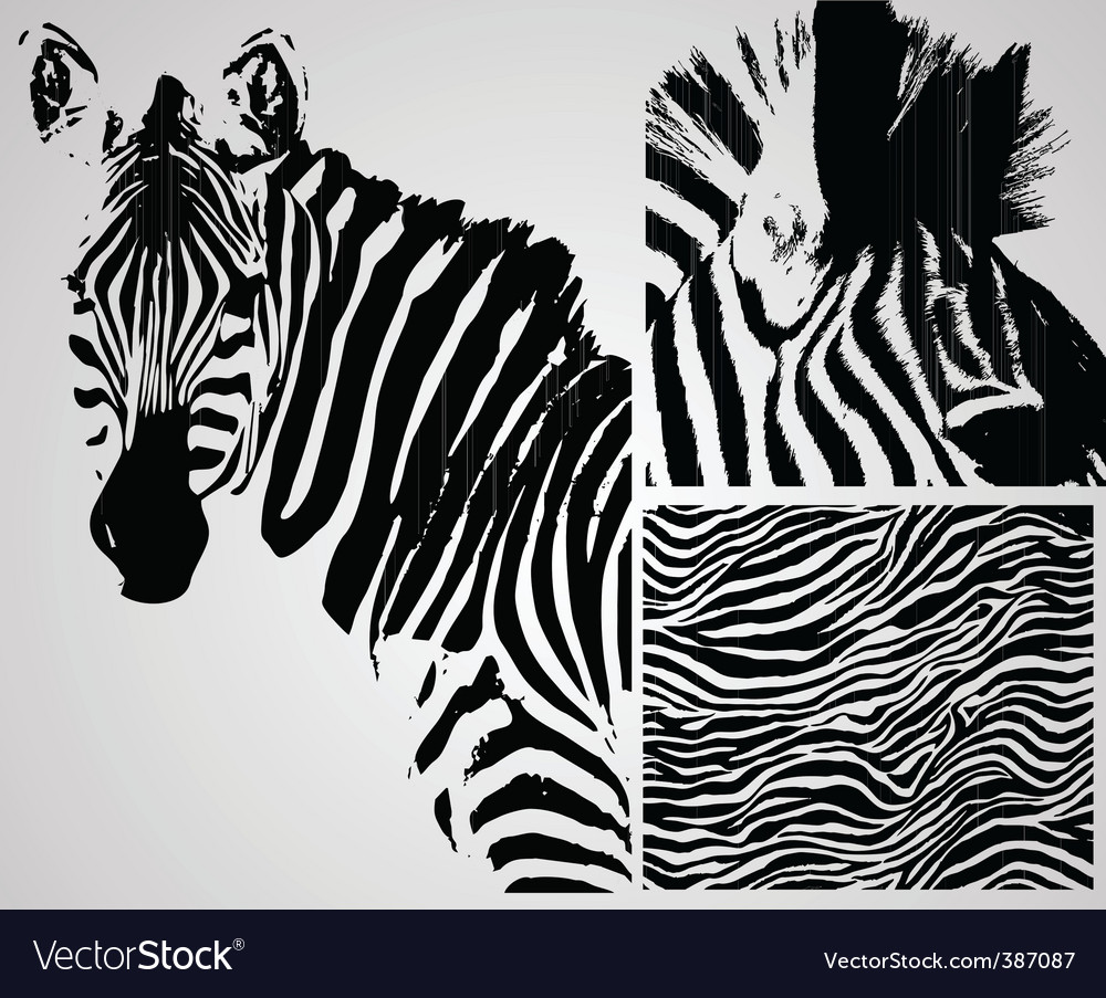 Zebra background Royalty Free Vector Image - VectorStock