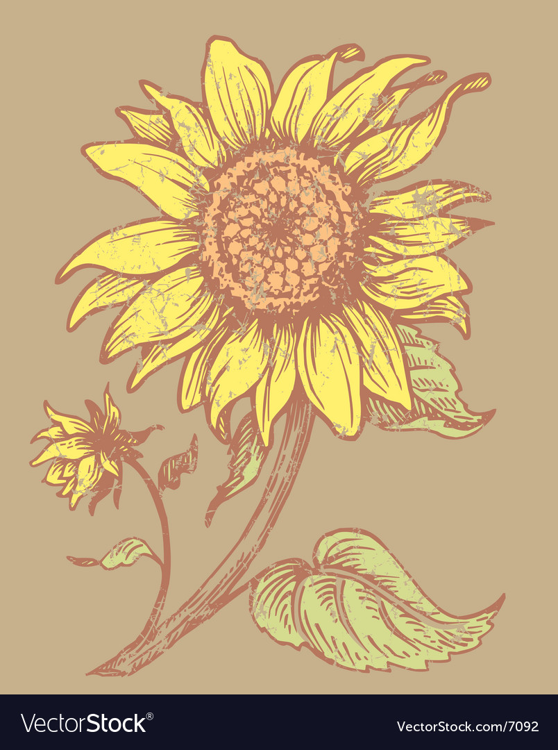 Sunflower Royalty Free Vector Image - VectorStock