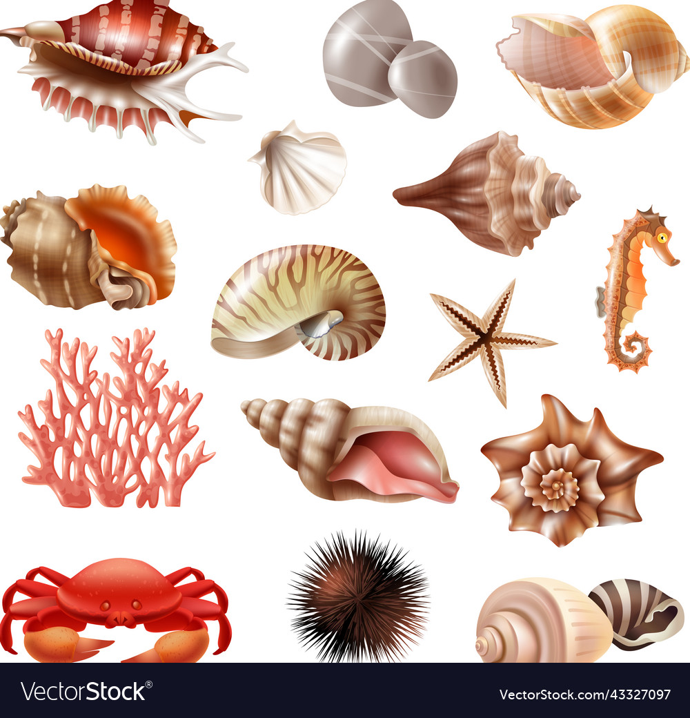Seashell realistic set Royalty Free Vector Image