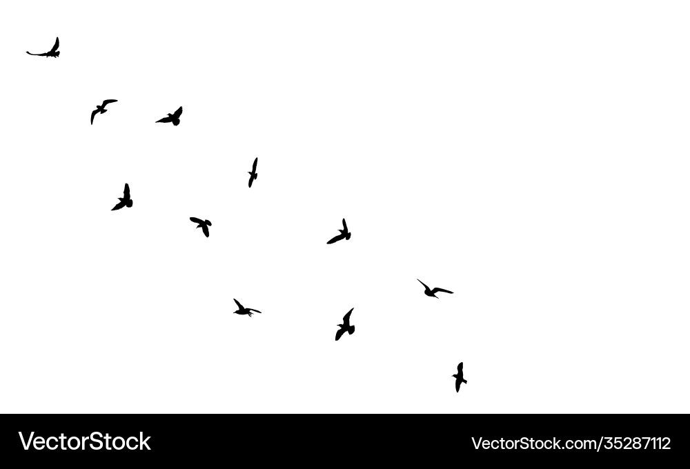 Flock flying birds in sky isolated black Vector Image