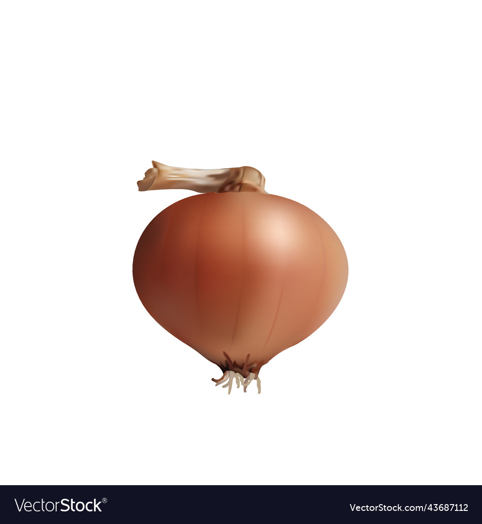 Onion root Royalty Free Vector Image - VectorStock