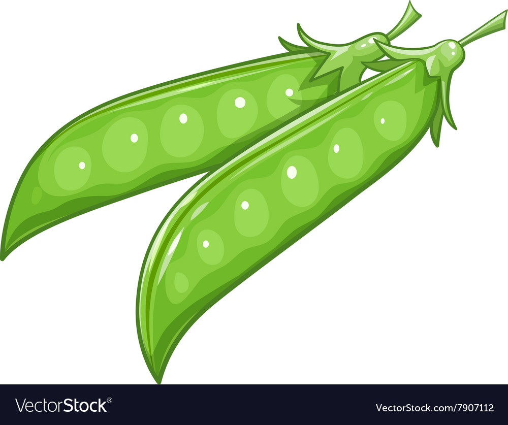 Pods pea Royalty Free Vector Image - VectorStock