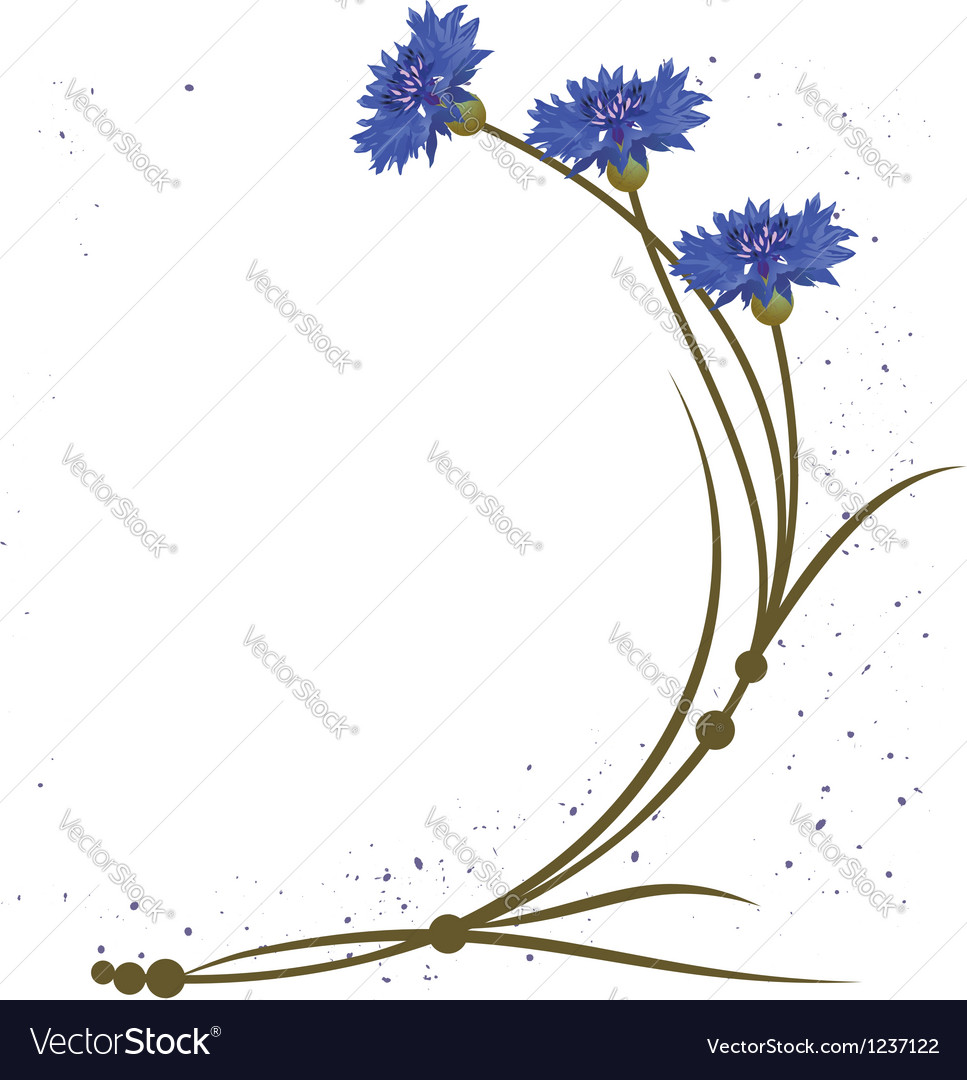 Cornflower Royalty Free Vector Image - VectorStock