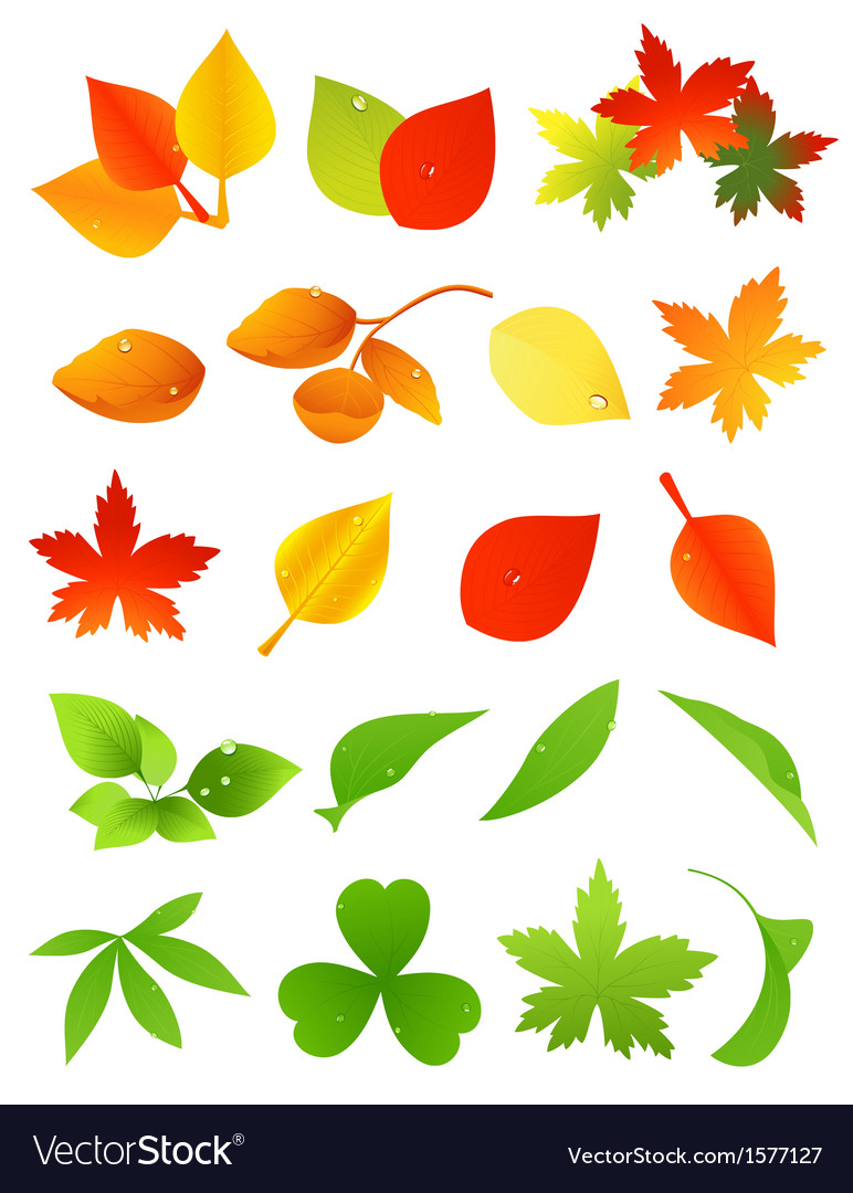 Leaf icon set Royalty Free Vector Image - VectorStock