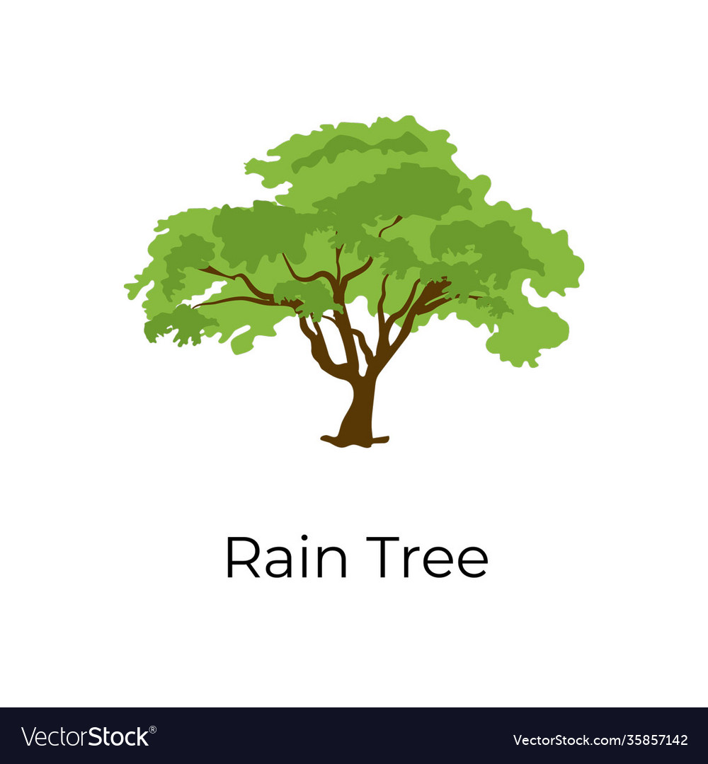 Rain tree Royalty Free Vector Image - VectorStock