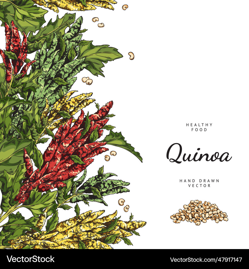 Hand drawn colorful seamless border with quinoa Vector Image