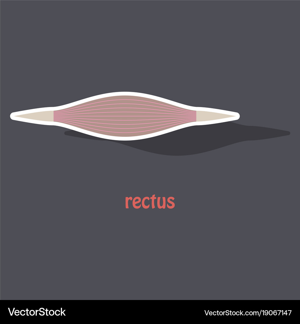 Sticker rectus - didactic board anatomy of Vector Image