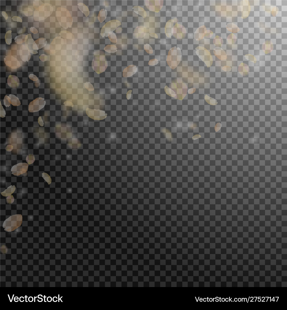 Yellow orange flower petals falling down dazzling Vector Image