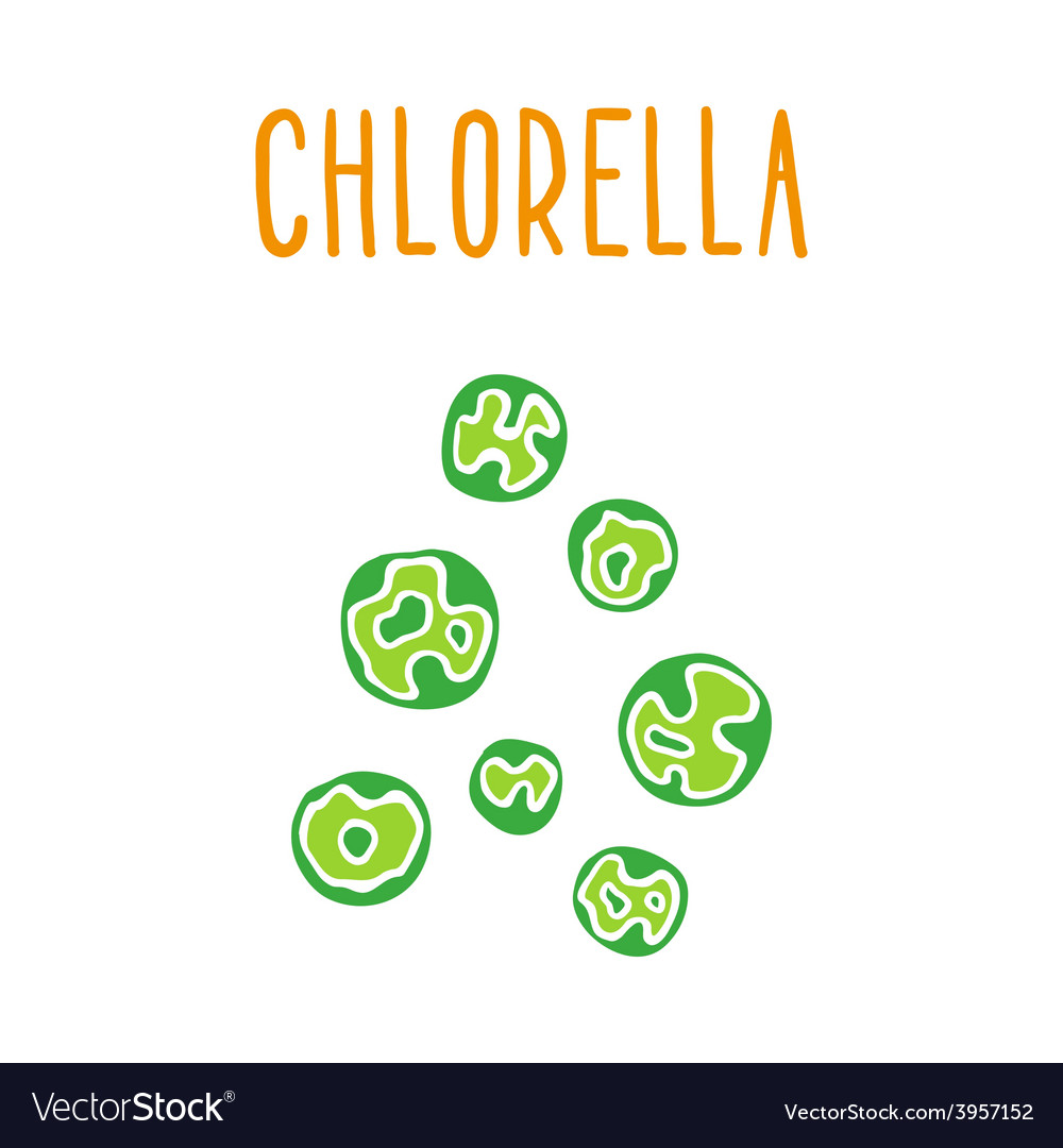 Chlorella Royalty Free Vector Image - VectorStock
