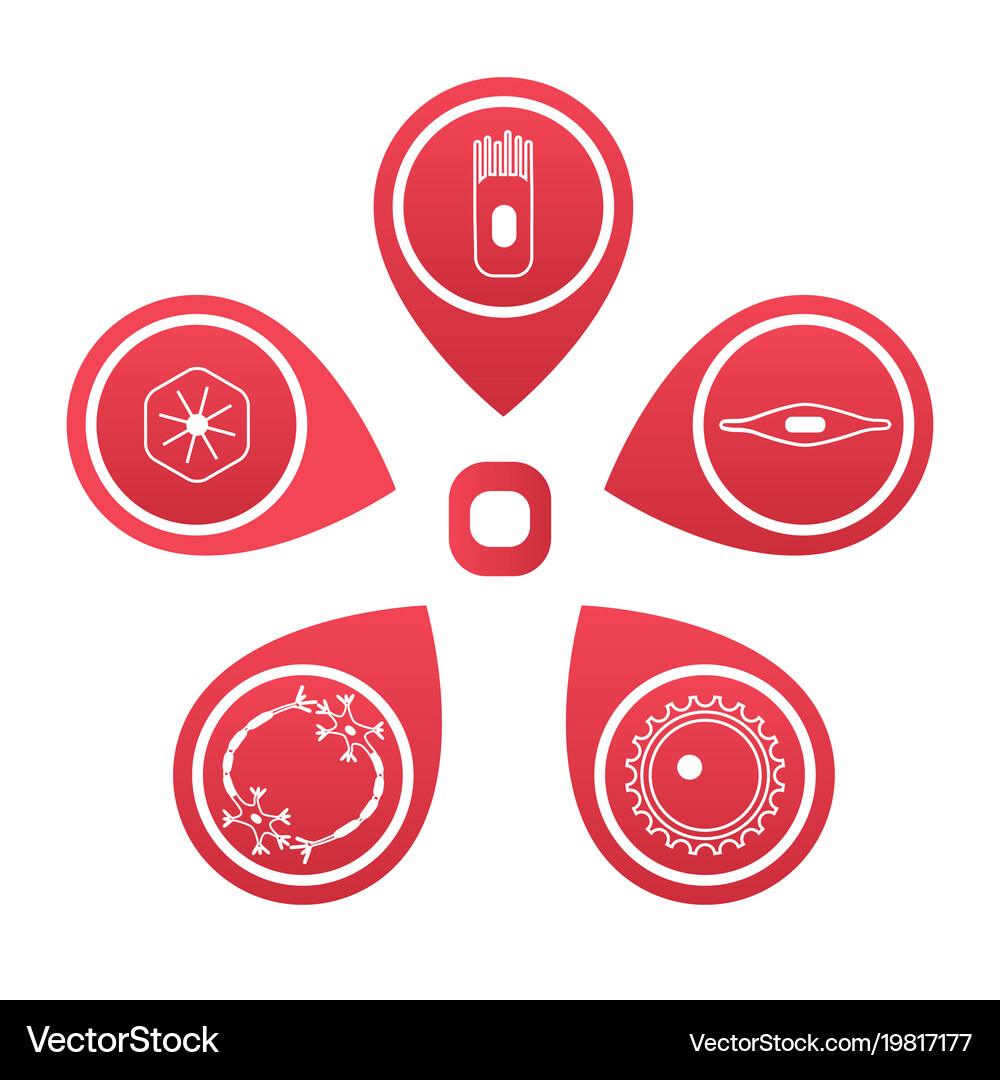 Human Cell Type Set Royalty Free Vector Image Vectorstock
