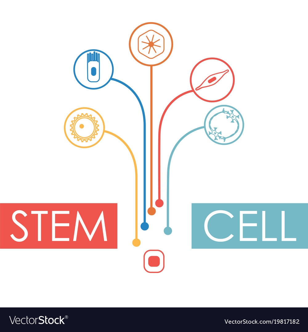 Human cell type set Royalty Free Vector Image - VectorStock