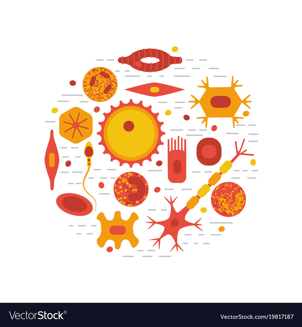 Human cell type set Royalty Free Vector Image - VectorStock