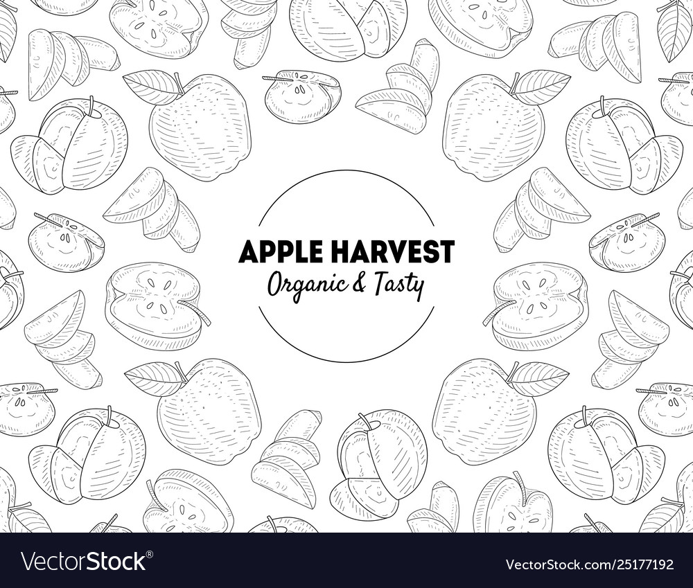 Apple harvest banner template organic and tasty Vector Image