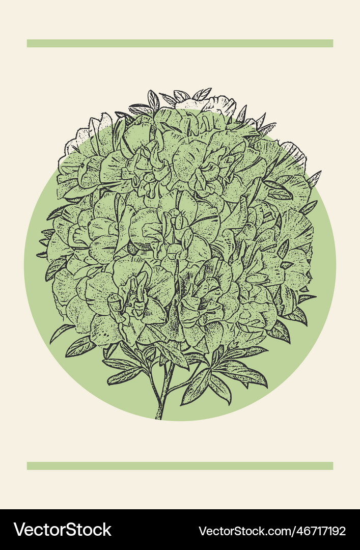 Blooming azalea flower sketch poster Royalty Free Vector