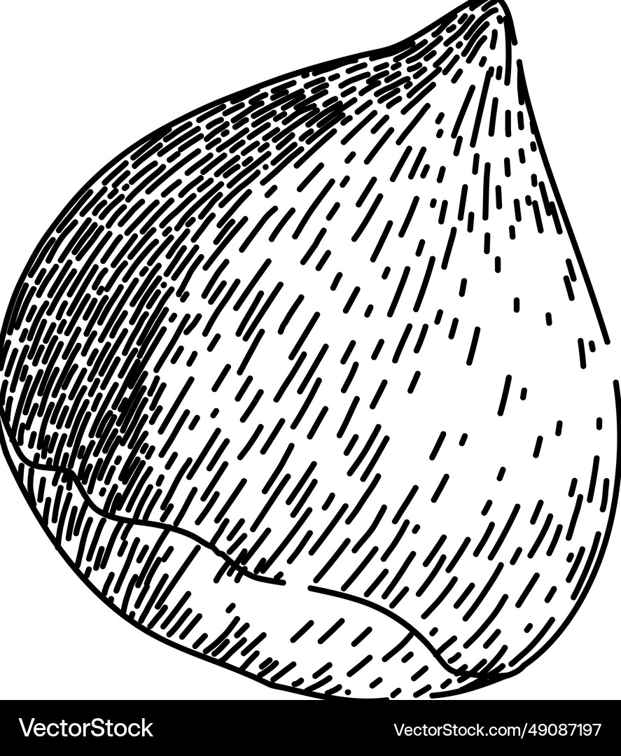 Autumn chestnut sketch hand drawn Royalty Free Vector Image