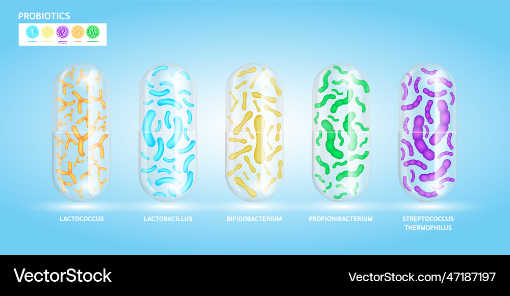 Probiotics lactic acid bacterium in milk Vector Image