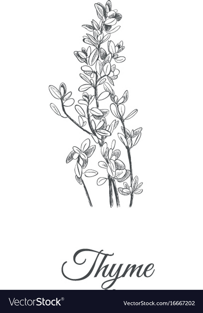 Thyme thyme Royalty Free Vector Image - VectorStock