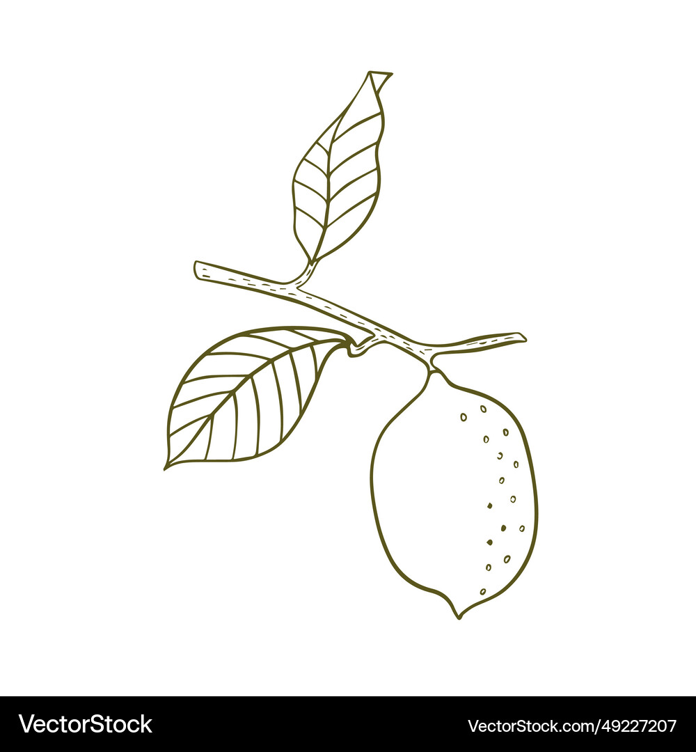 Engraving lemon on branch with leaves hand drawn Vector Image