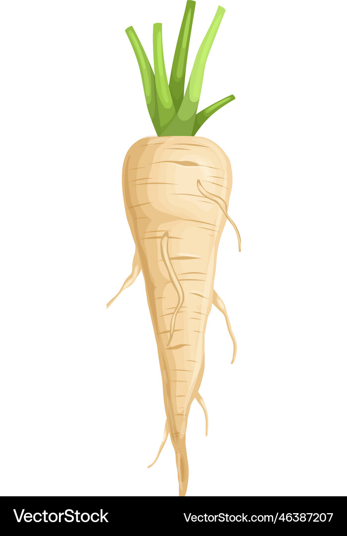 Parsnip root food cartoon Royalty Free Vector Image